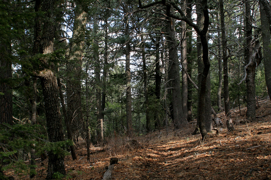 New Mexico